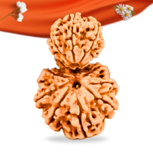Buy Garbh Gauri Rudraksha Nepali [Large]
