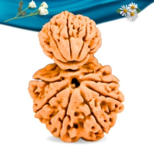 Buy Garbh Gauri (Regular) Nepali Rudraksha (29 - 30 mm) RLRNGGRI only ...