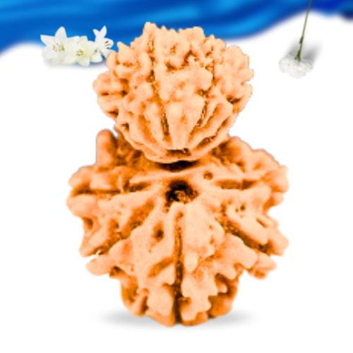 Buy Garbh Gauri (Super Collector) Nepali Rudraksha (39 - 40 mm ...