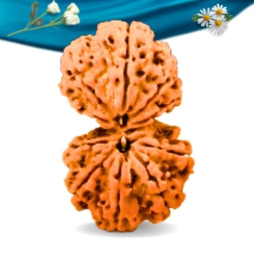 Buy Gauri Shankar (Regular) Nepali Rudraksha (33 - 34 Mm) RLRNGSRI Only ...