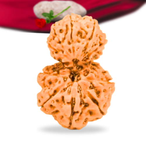 Buy Garbh Gauri Rudraksha Indonesian [Collector]