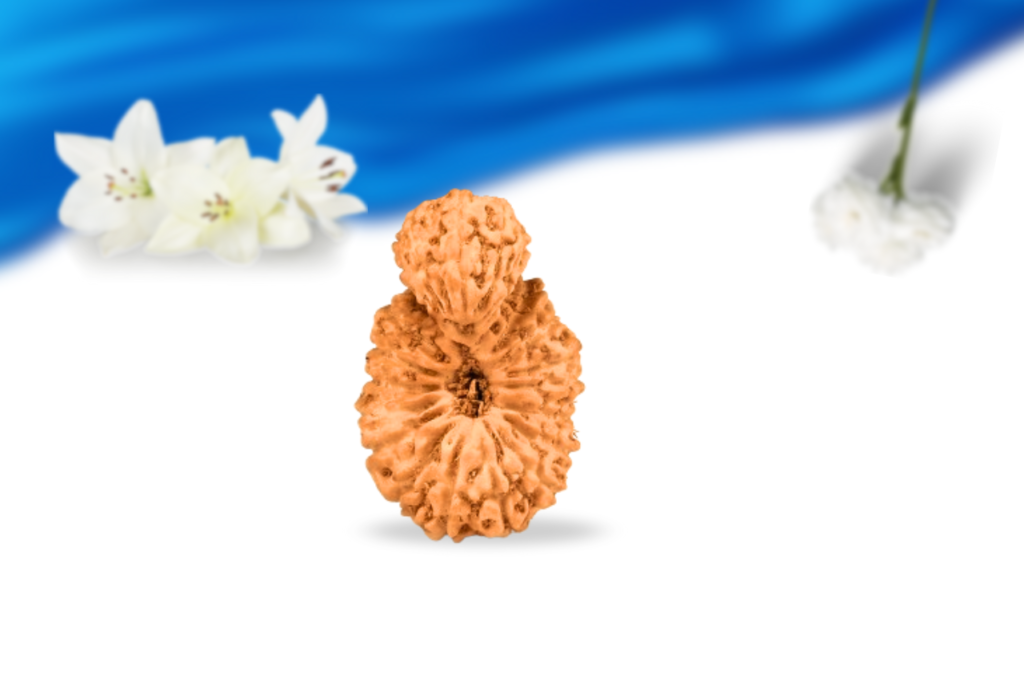 Buy Garbh Gauri Rudraksha Indonesian [Large]