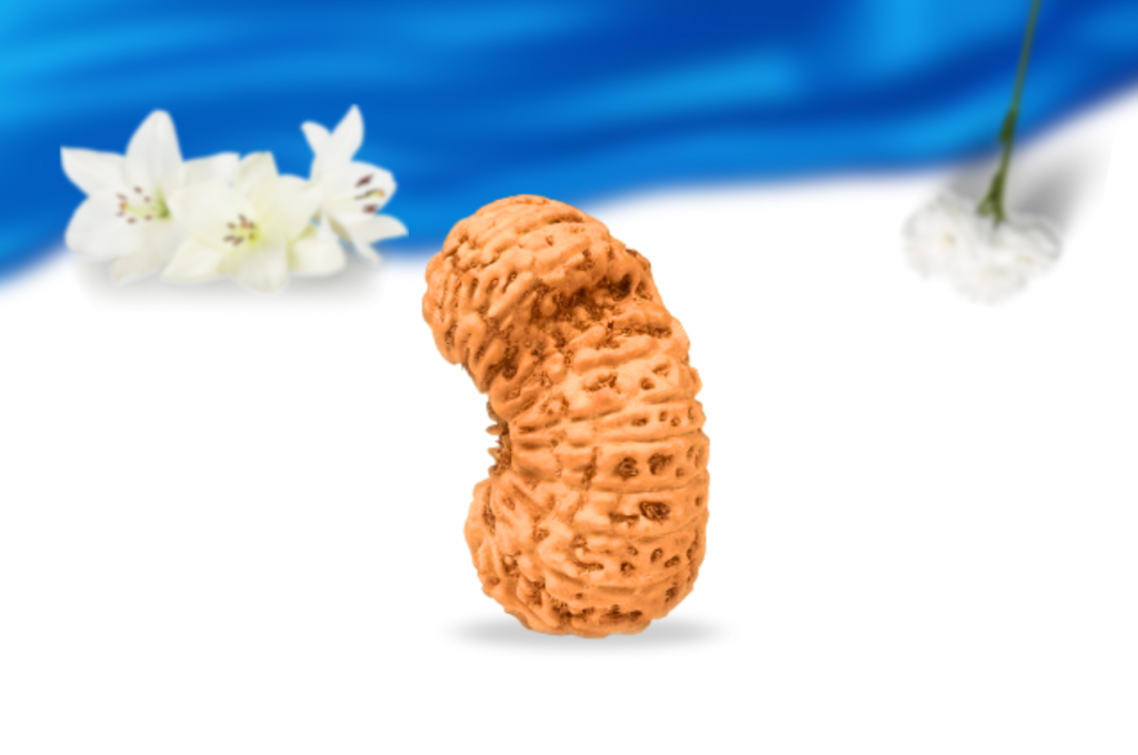 Buy Garbh Gauri Rudraksha Indonesian [Large]
