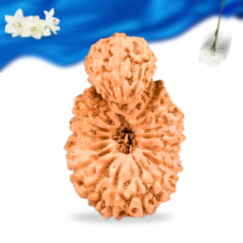 Buy Garbh Gauri Rudraksha Indonesian [Large]